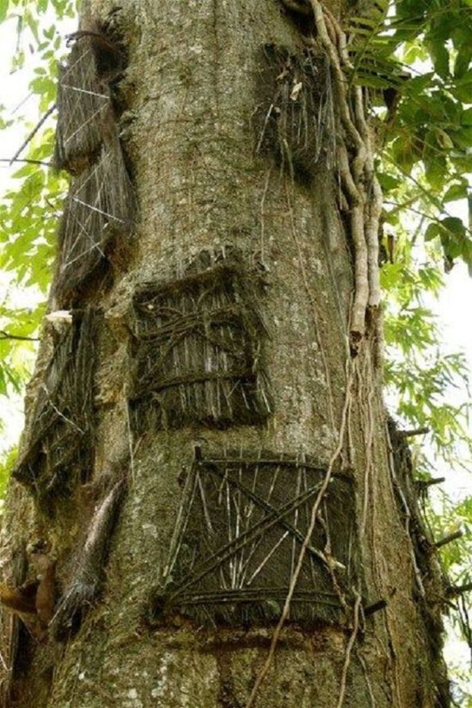 18 Amazing Tree Facts That Will Surprise You