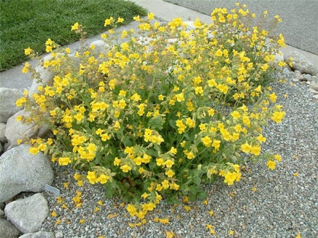 63 Beautiful Types of Yellow Wildflowers to Brighten Any Garden