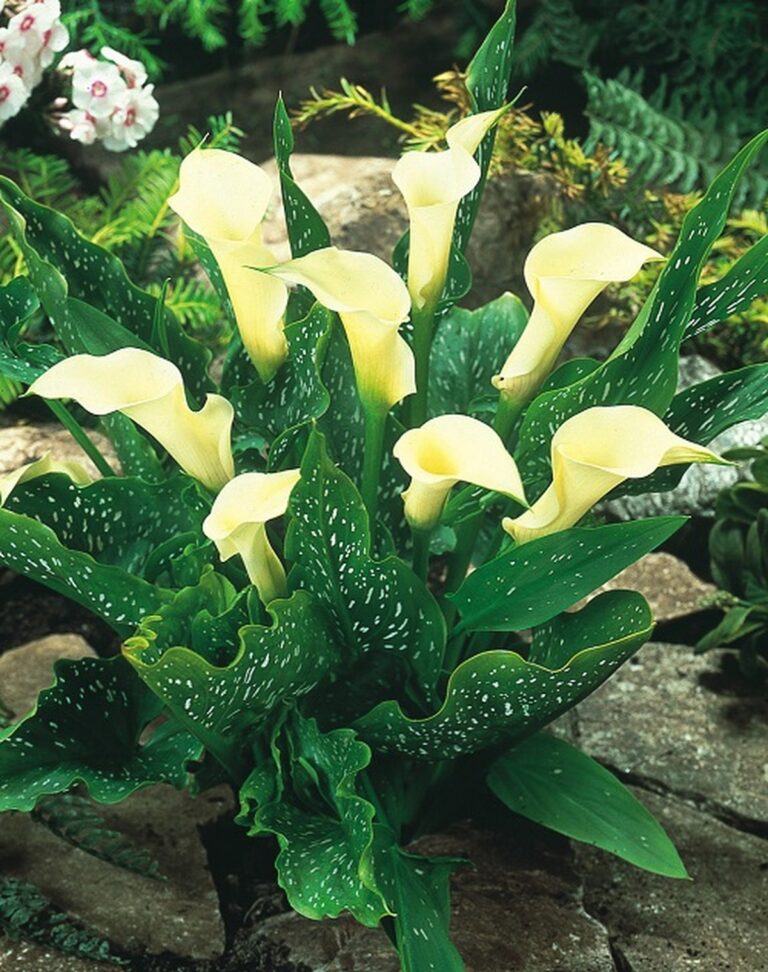 10 Stunning Ivory Flowers That'll Brighten Your Garden