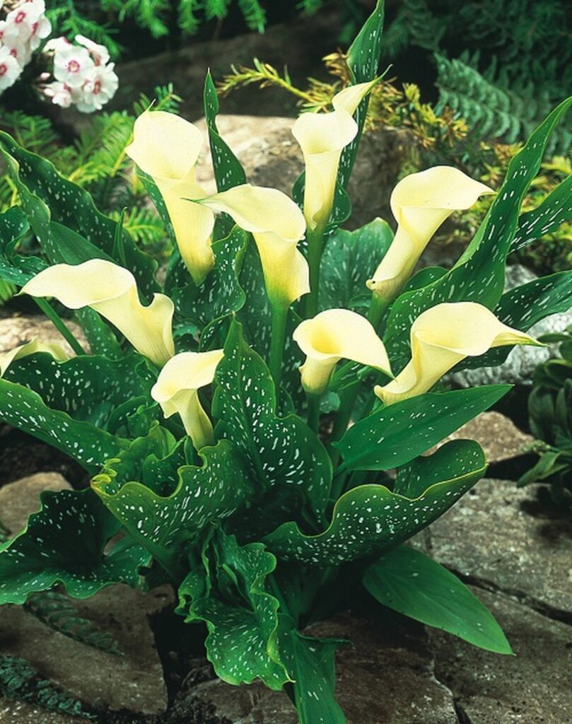 10 Stunning Ivory Flowers That'll Brighten Your Garden