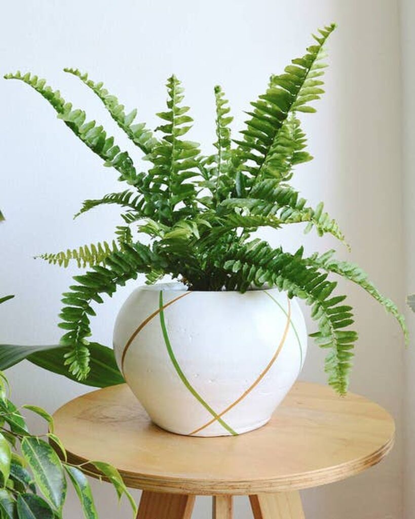 47 Most Beautiful Ferns To Grow That Thrive In Containers