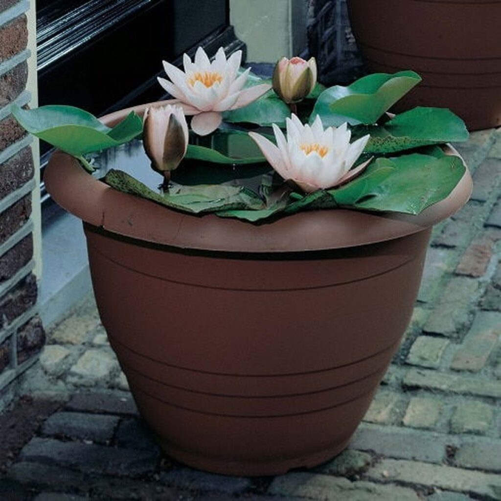 10 Beautiful Water Flowers for Containers and Vases