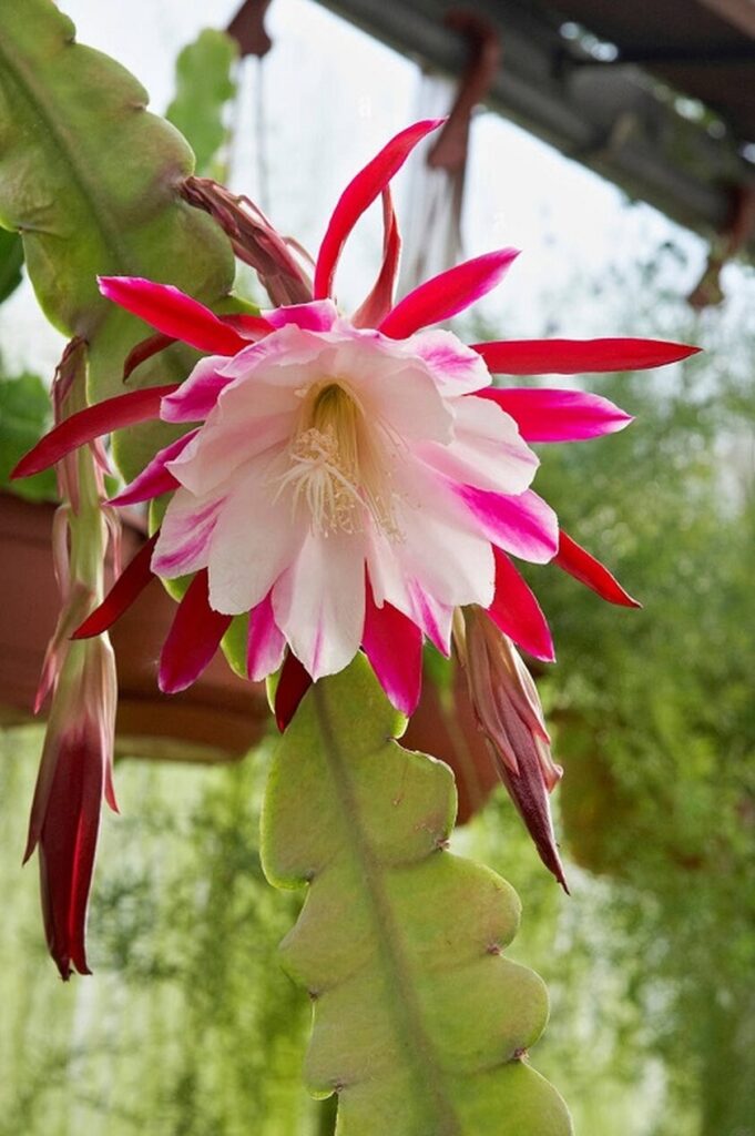 25 Powerful Flowers That Represent Strength - Nature's Warriors!
