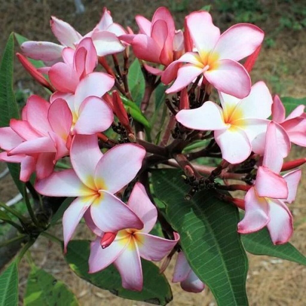 28 Gorgeous Plumeria Varieties for Your Garden