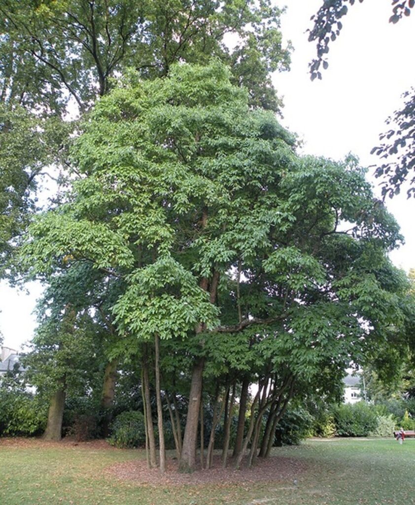 43 Must-Known Trees That Start With S