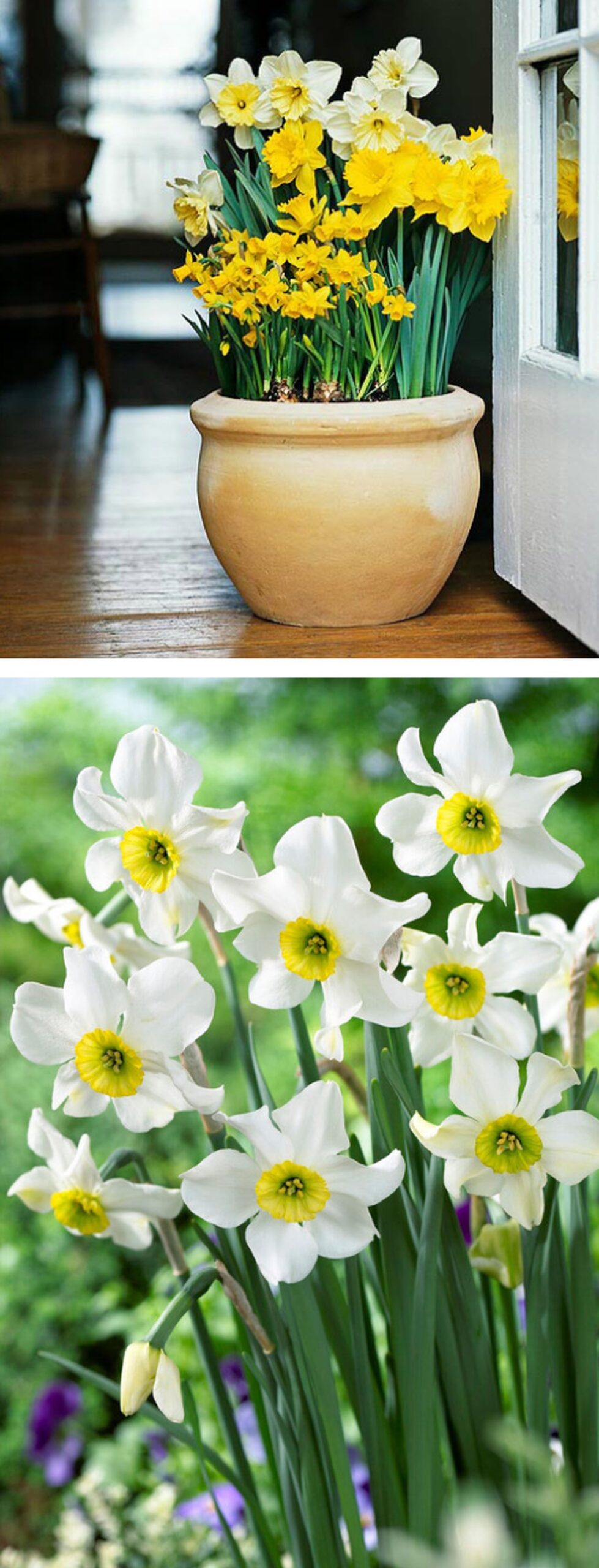 12 Beautiful Birth Month Flowers: Discover Their Meaningful Symbolism