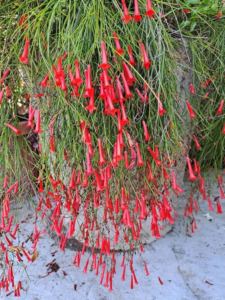 13 Stunning Flowers That Look Like Fire and Flame