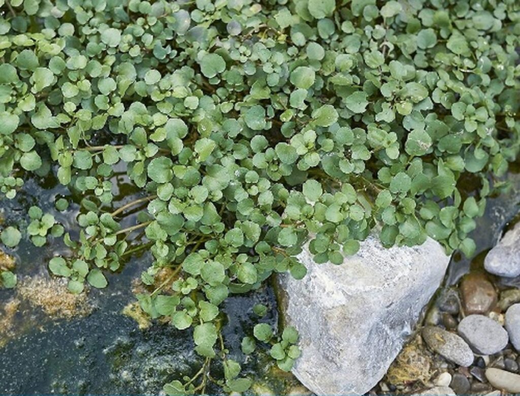 26 Delicious Edible Plants that Grow in Shade - Try Today!