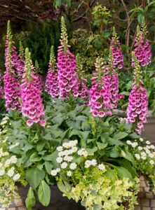 30 Stunning Rabbit Resistant Perennials for Worry-Free Gardens