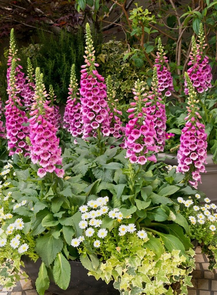 22 Beautiful Cone Shaped Flowers That Brighten Any Garden