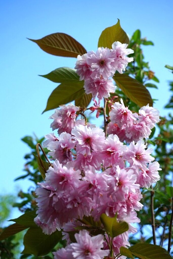 18 Enchanting Asian Flowers That Transform Any Garden