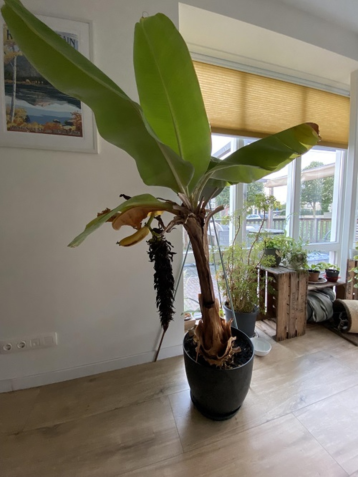 13 Gorgeous Indoor Trees Safe For Cats That Won't Harm Your Pet