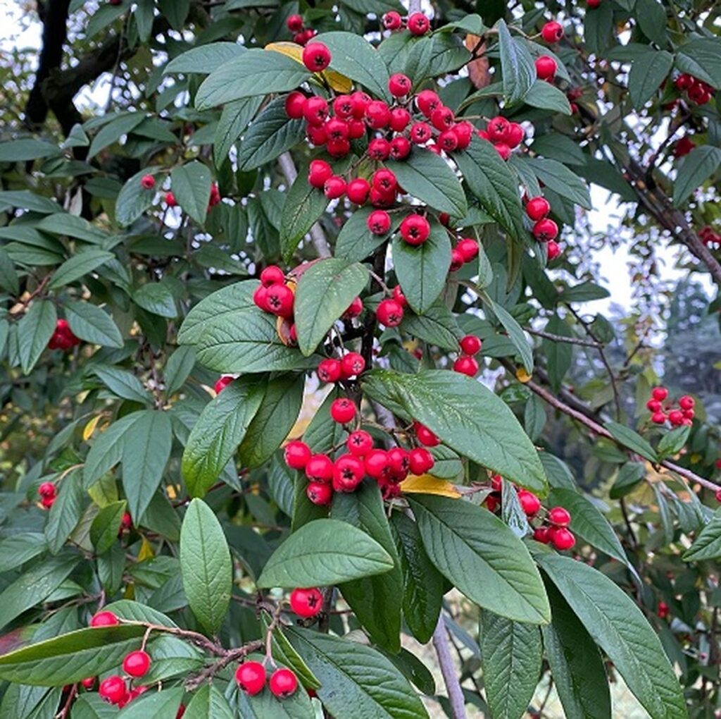 26 Gorgeous Shrubs and Bushes with Red Berries to Brighten Your Yard