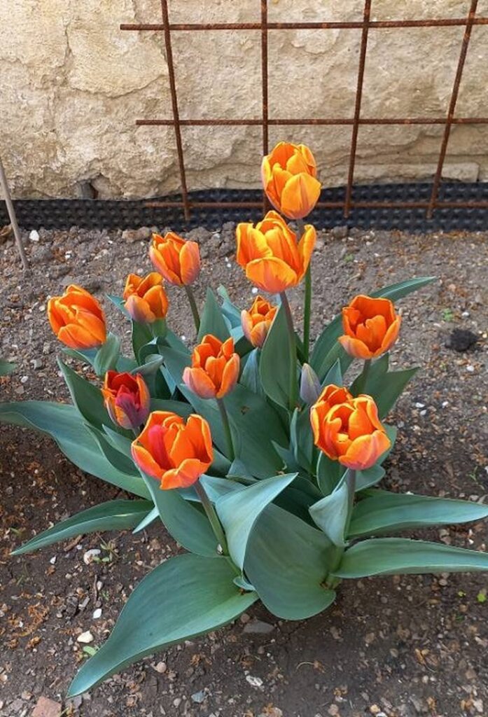 34 Enchanting Yellow Tulip Varieties to Brighten Your Garden