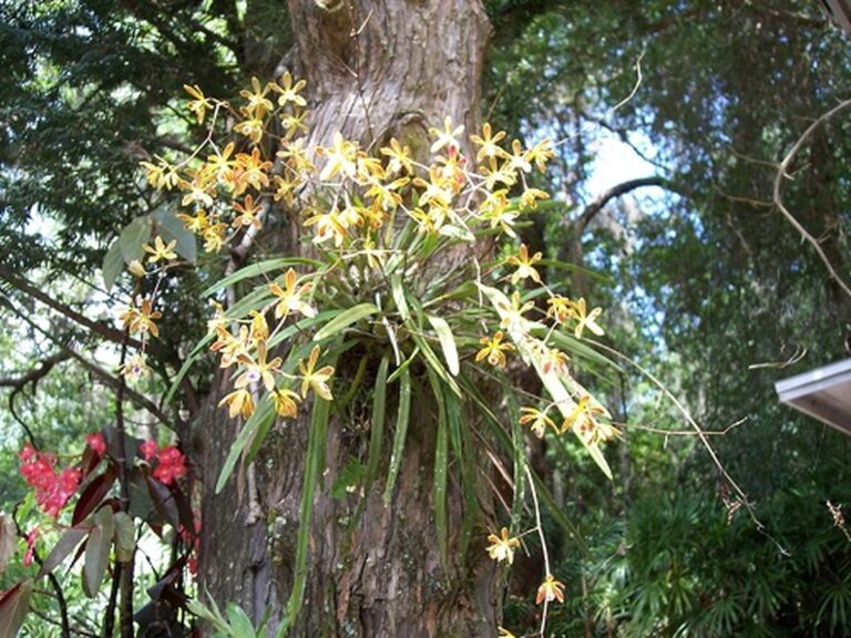 47 Beautiful Native Florida Flowers That Brighten Any Garden