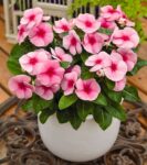15 Types of Vincas to Brighten Your Garden