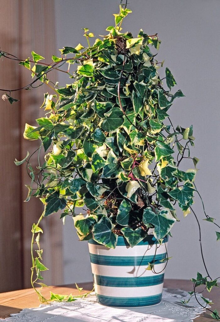 12 Amazing Vines That Grow Without Sunlight for Plant Lovers