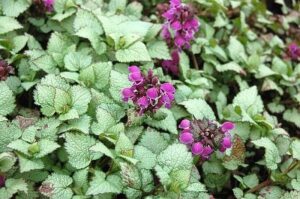 20 Stunning Lamium Varieties Perfect for Your Shady Garden