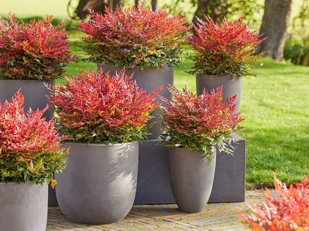 15 Stunning Types of Nandina Varieties to Brighten Your Garden