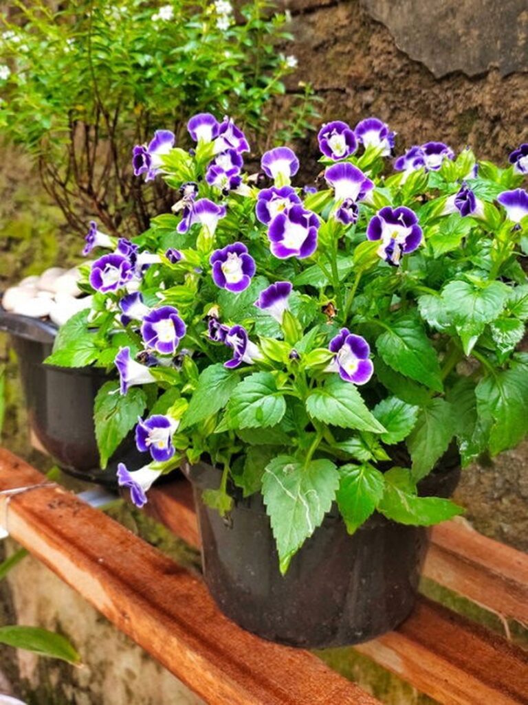 16 Stunning 4 Petal Flowers That'll Brighten Your Garden