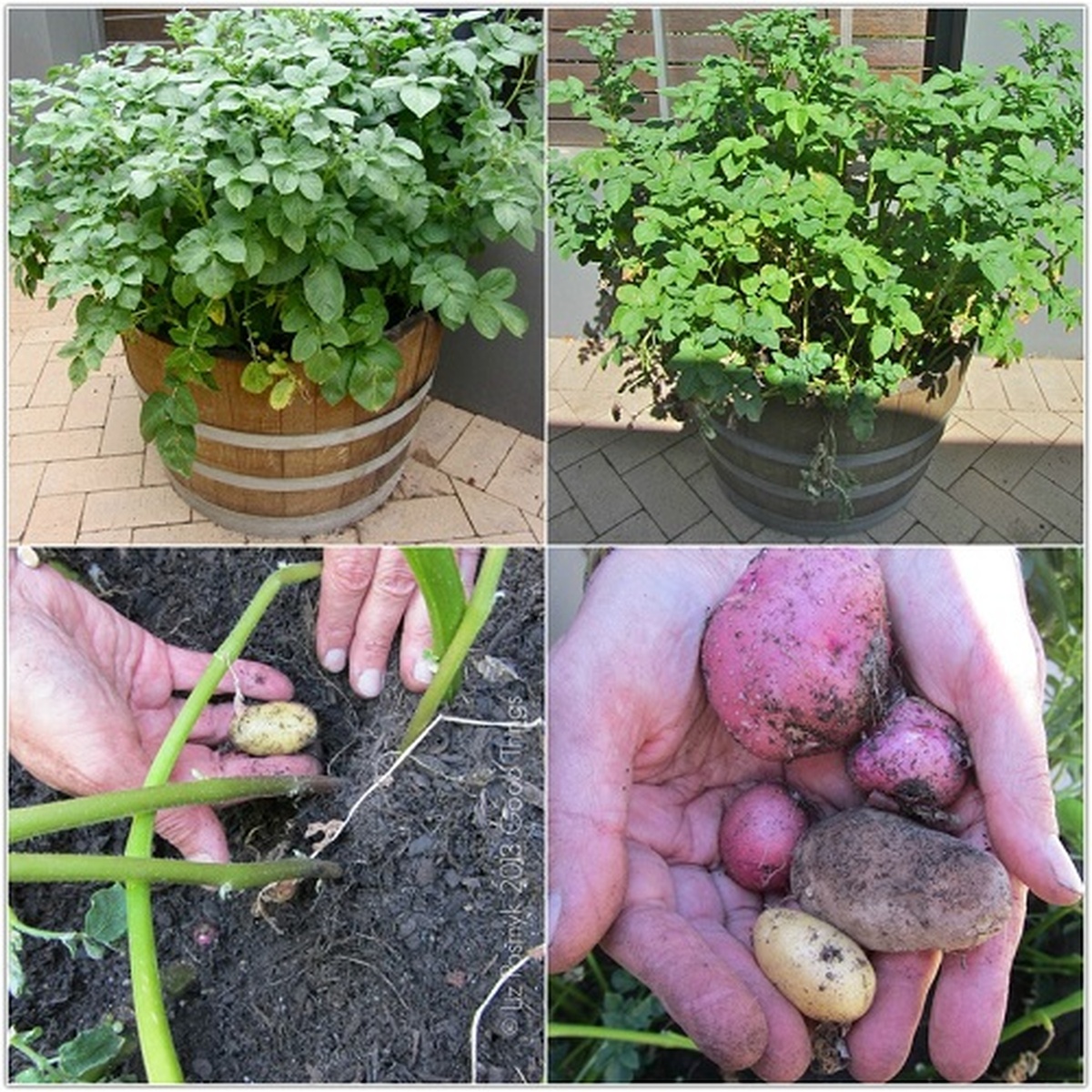 12 Clever DIY Potato Pots for Easy, Dig-Free Growing