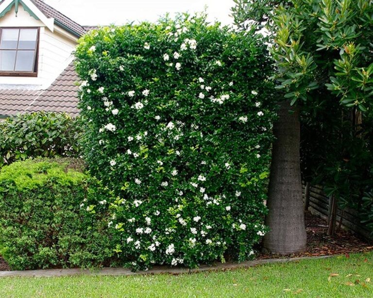 40 Brilliant Low Maintenance Hedge Plants for Effortless Gardens