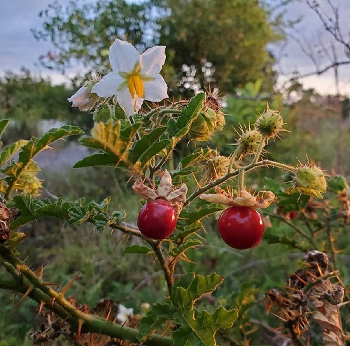 11 Surprising Weeds That Look Like Tomato Plants - Spot The Difference