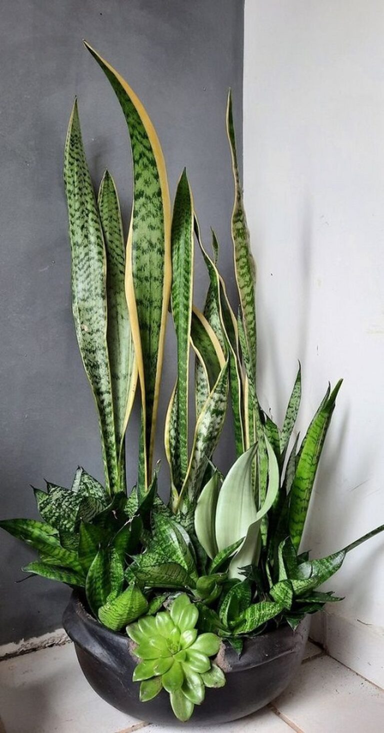23 Stunning Snake Plant Container Combination Ideas to Try Now
