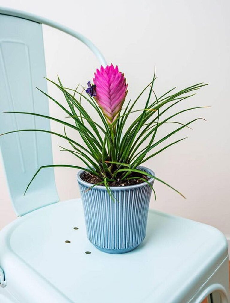 12 Bold Indoor Plants That Bloom with Gorgeous Purple Petals