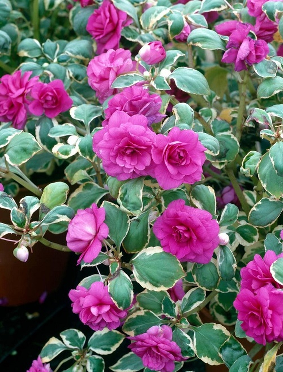 7 Stunning Variegated Impatiens Varieties to Brighten Your Garden