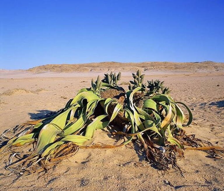 24 Bizarre Plants That Look Strangely Funny in Nature