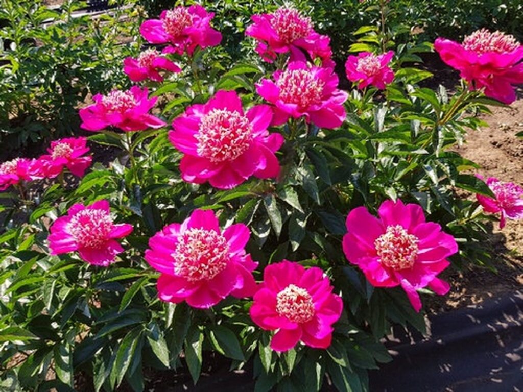 15 Stunning Types of Purple Peony Varieties to Adore