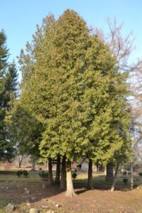 16 Amazing Trees That Start With A: Nature's Hidden Gems