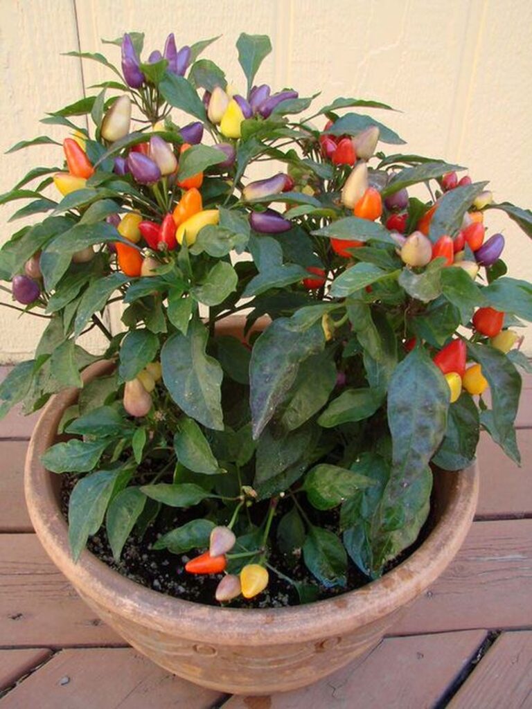 15 Stunning Ornamental Pepper Varieties: Can You Eat Them?