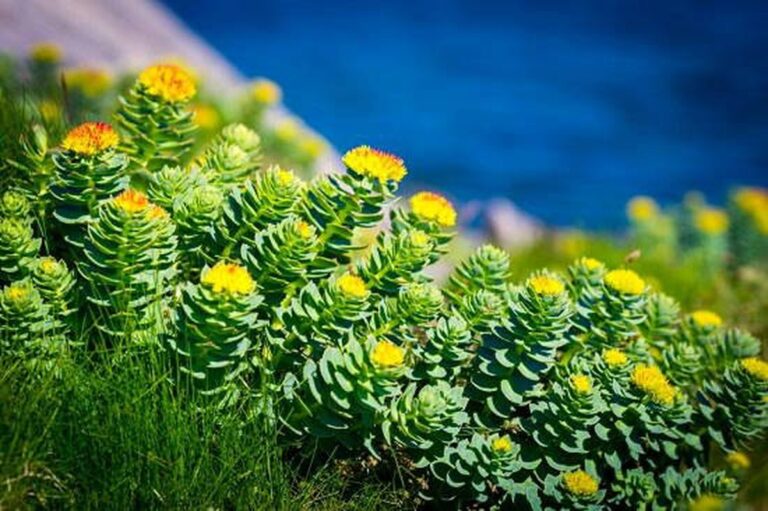 13 Beautiful Russian Flowers That Bloom Across The Land