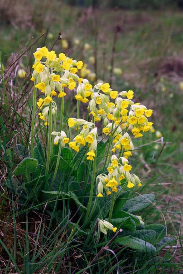 28 Lovely Swedish Flowers That Add Charm