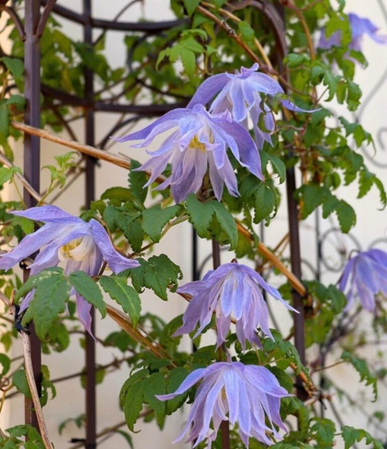 20 Stunning Clematis With Blue Flowers That Brighten Gardens