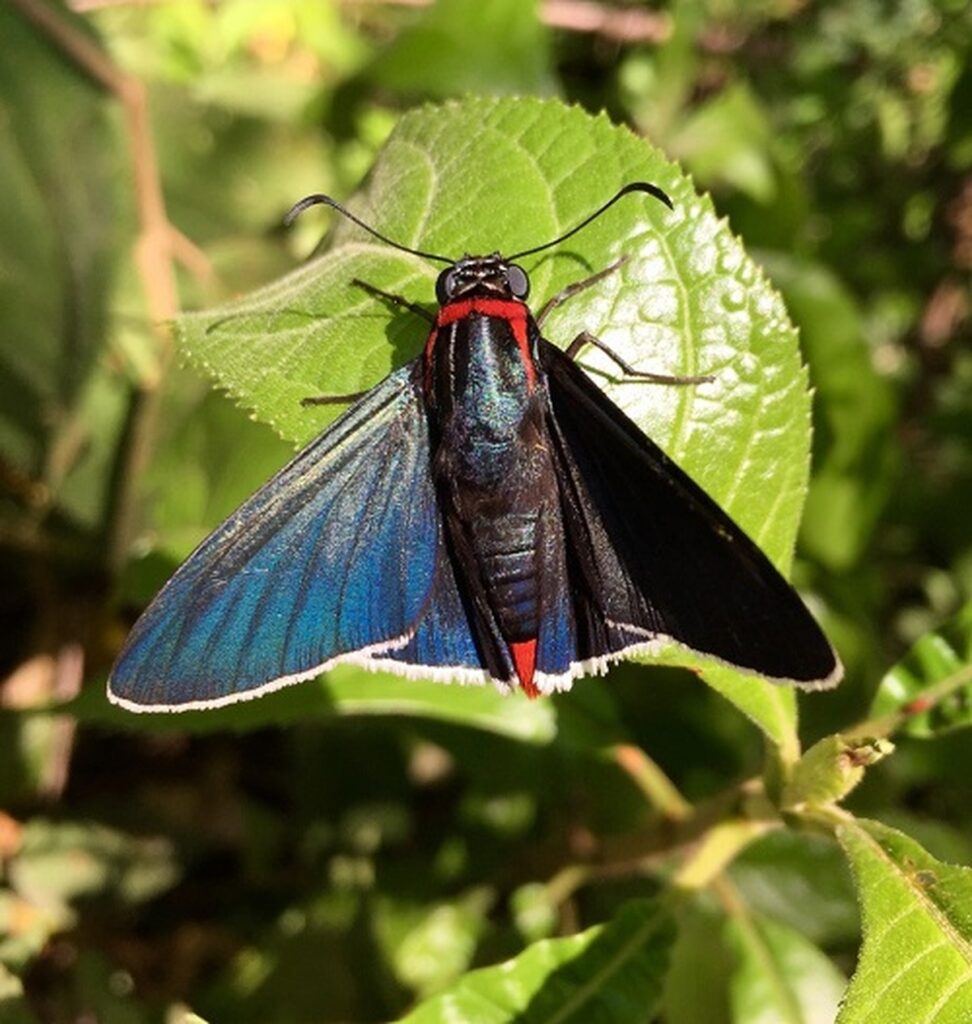 15 Fascinating Blue Moths to Spot in Your Garden