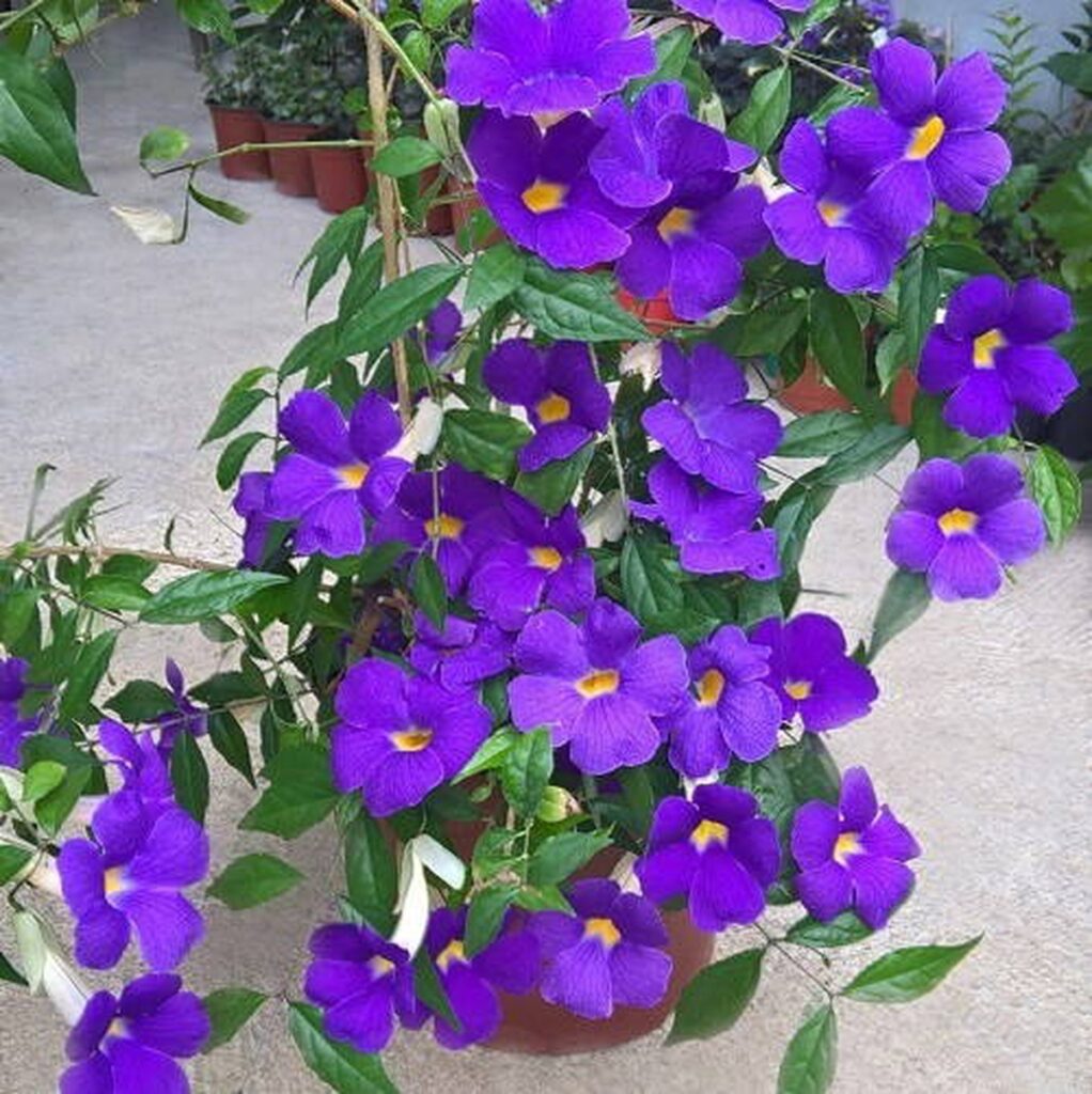 9 Amazing Nigerian Flowers That Brighten Any Garden