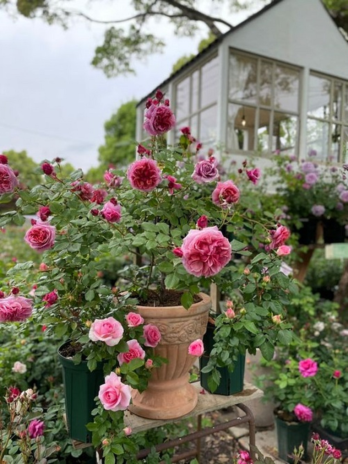 13 Gorgeous Pink Rose Garden Ideas That Will Enchant Anyone