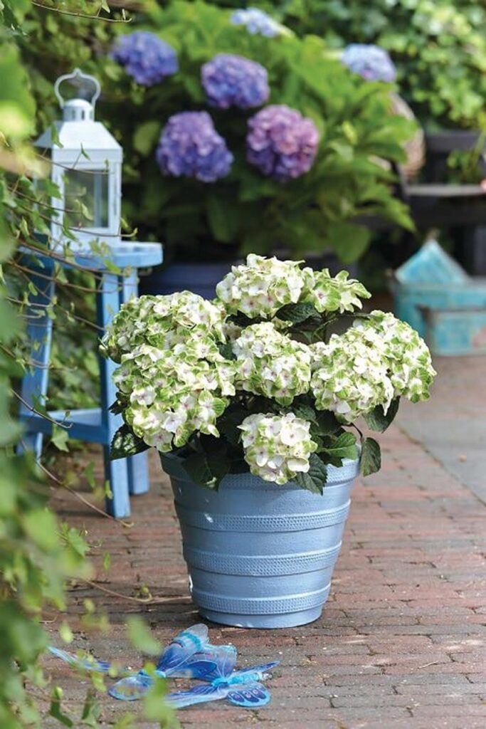 24 Stunning Pictures of Container Gardening with Hydrangeas