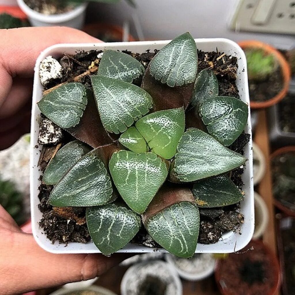 17 Breathtaking Most Expensive Succulents That Will Wow You