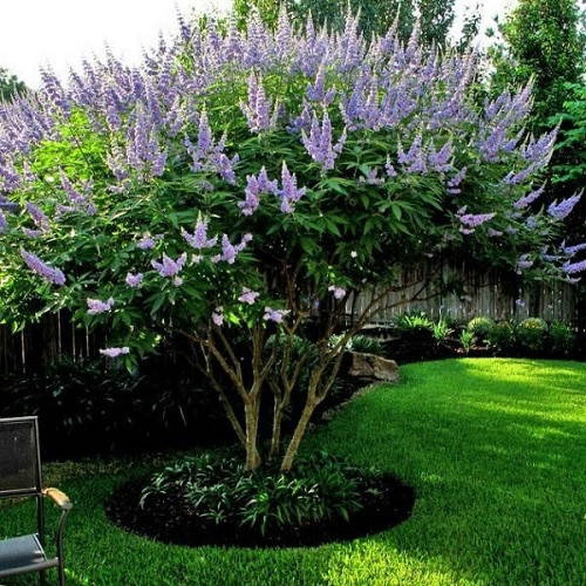 8 Stunning Purple Flower Trees to Brighten Your Texas Garden