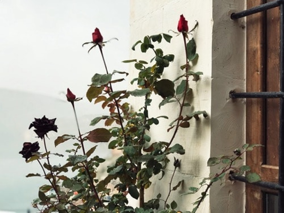 10 Mesmerizing Black Rose Varieties and Their Symbolic Meanings