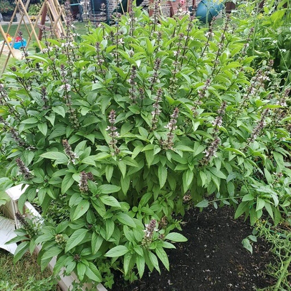 14 Effective Plants That Keep Lizards Away From Home & Garden