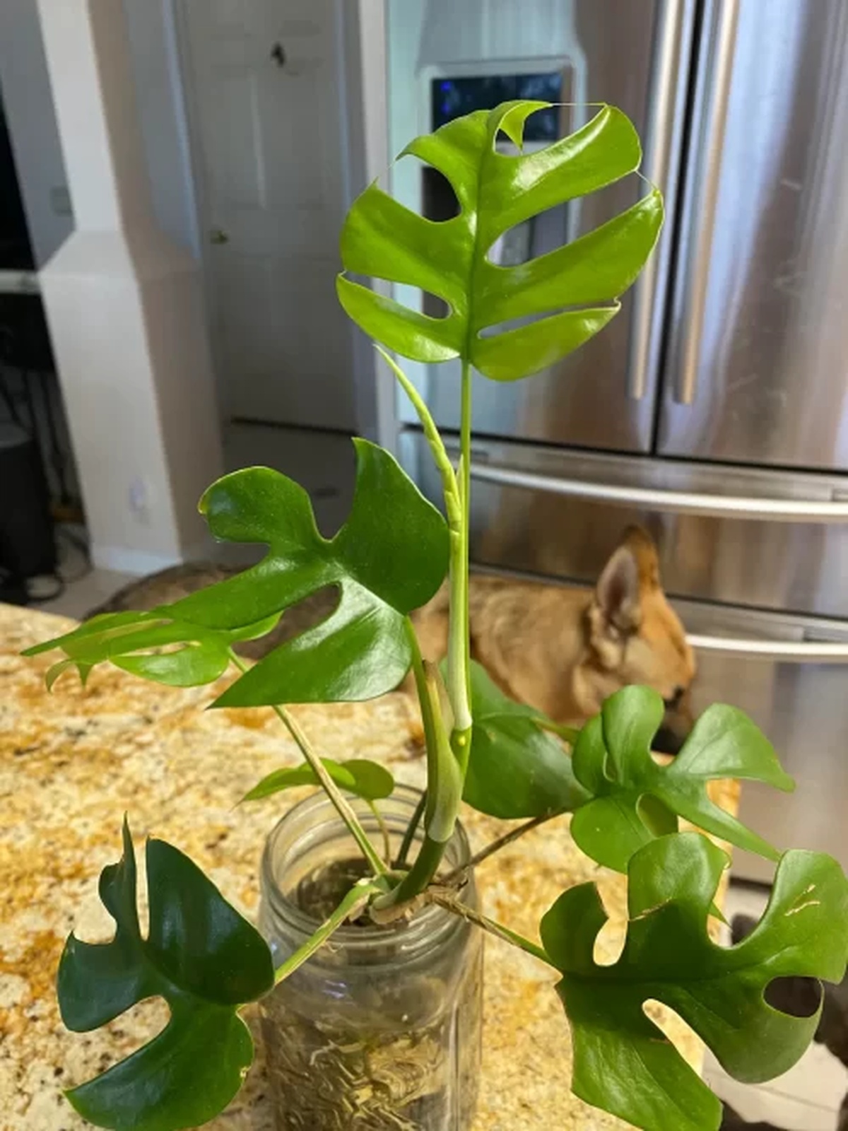 10 Breathtaking Monstera Types to Grow in Water Beautifully