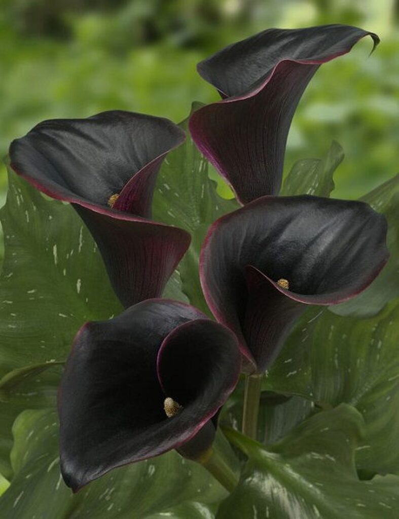14 Beautiful Black Calla Lily Varieties That Amaze Every Time