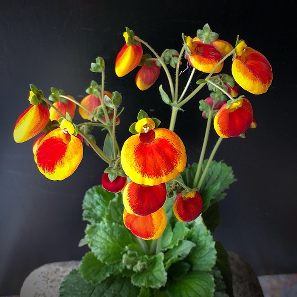 11 Stunning Flowers that Look Like Orchids to Brighten Your Garden