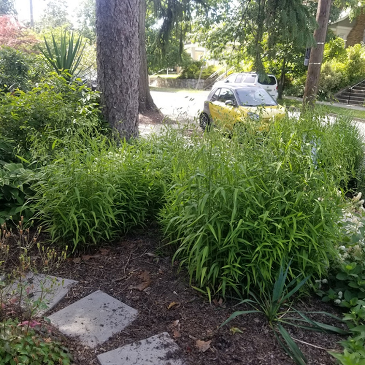 15 Stunning Ornamental Grasses For Shade That Thrive Effortlessly