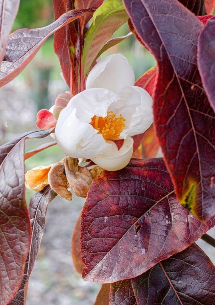 22 Breathtaking Rare and Most Endangered Flowers To Discover
